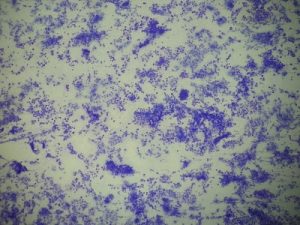 Lepra felina con reacción mastocítica o hipersensible – VetPraxis