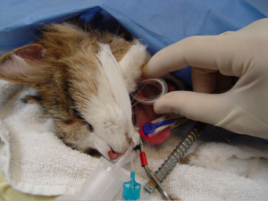 ¿Cómo insertar un tubo de esofagostomía? – VetPraxis