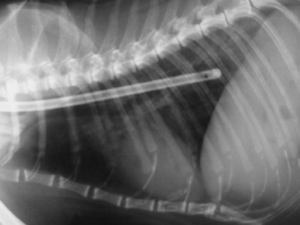 ¿Cómo insertar un tubo de esofagostomía? – VetPraxis