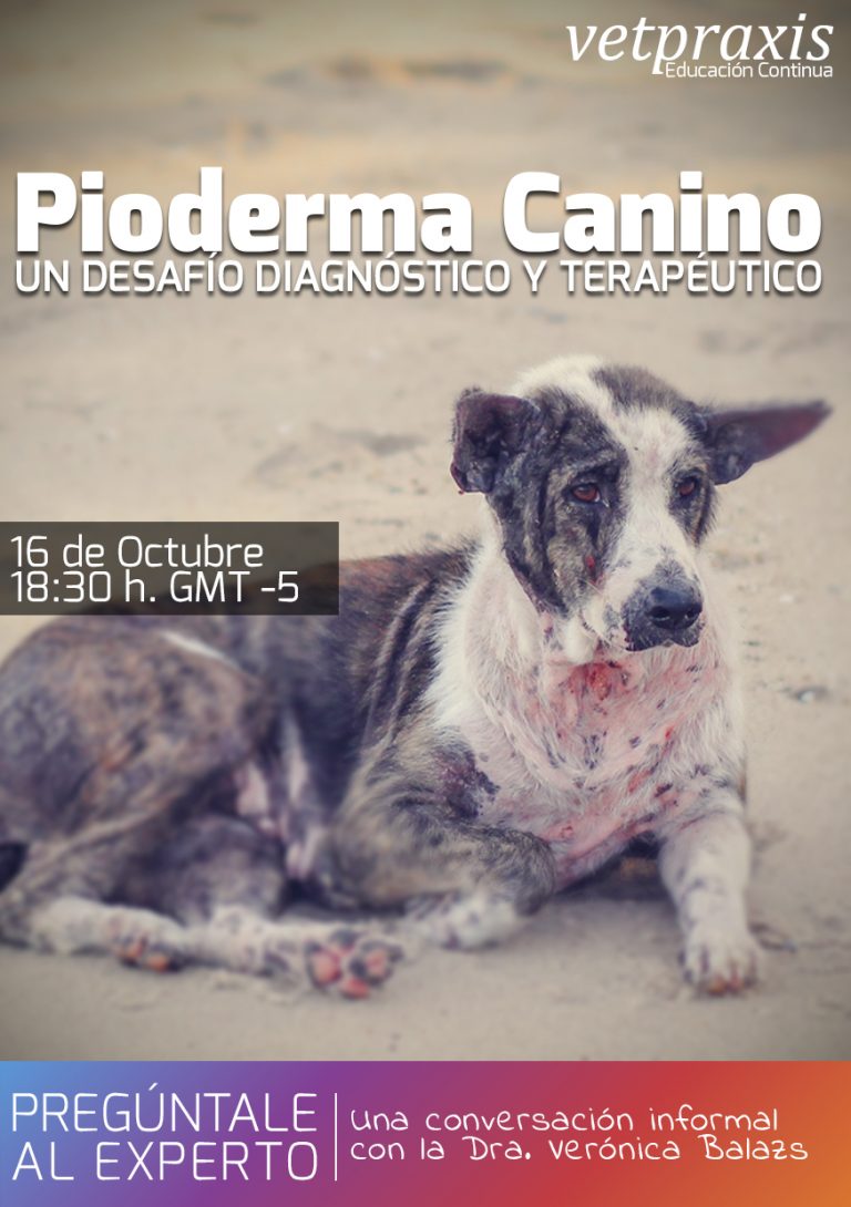 Pioderma Canino: Un desafío diagnóstico y terapéutico – VetPraxis