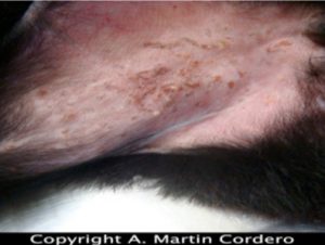 Pioderma en el Canino Part. II: Piodermas Superficiales – VetPraxis