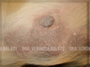Pioderma en el Canino Part. II: Piodermas Superficiales – VetPraxis