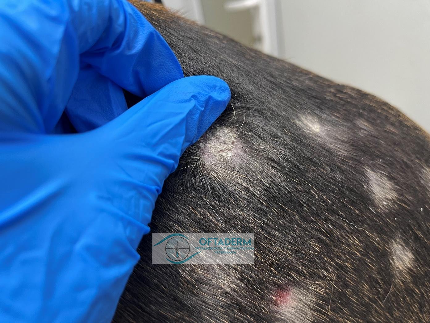 Desafío Veterinario: Caso alopecia multifocal – VetPraxis
